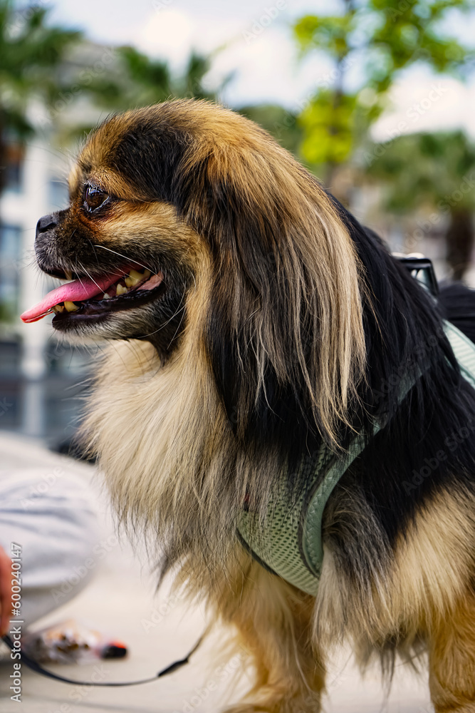 This adorable Pekingese captures the essence of the breed with its ...