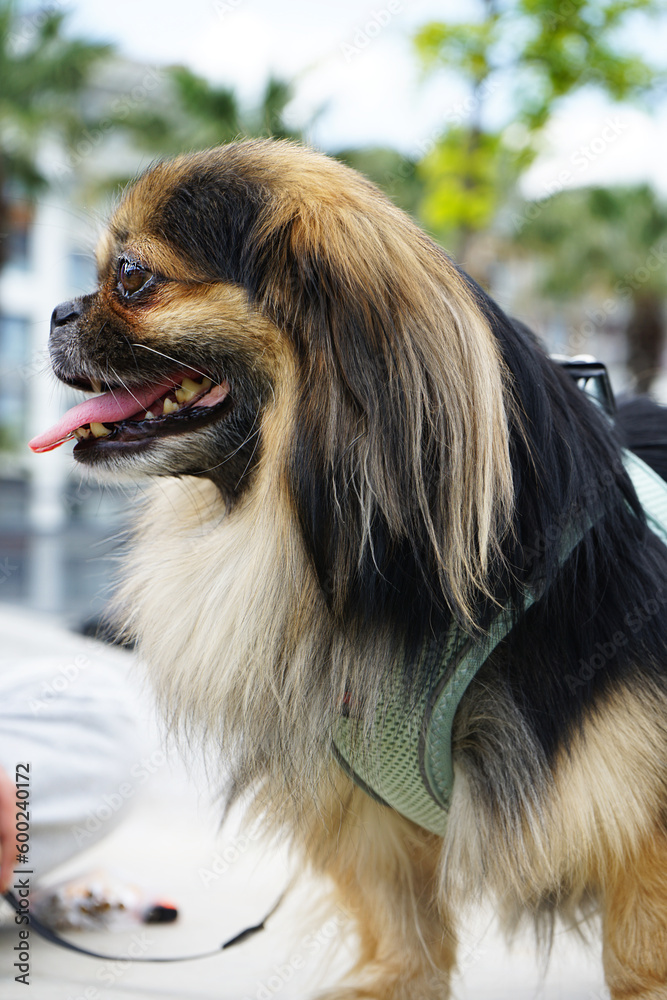 This adorable Pekingese captures the essence of the breed with its ...
