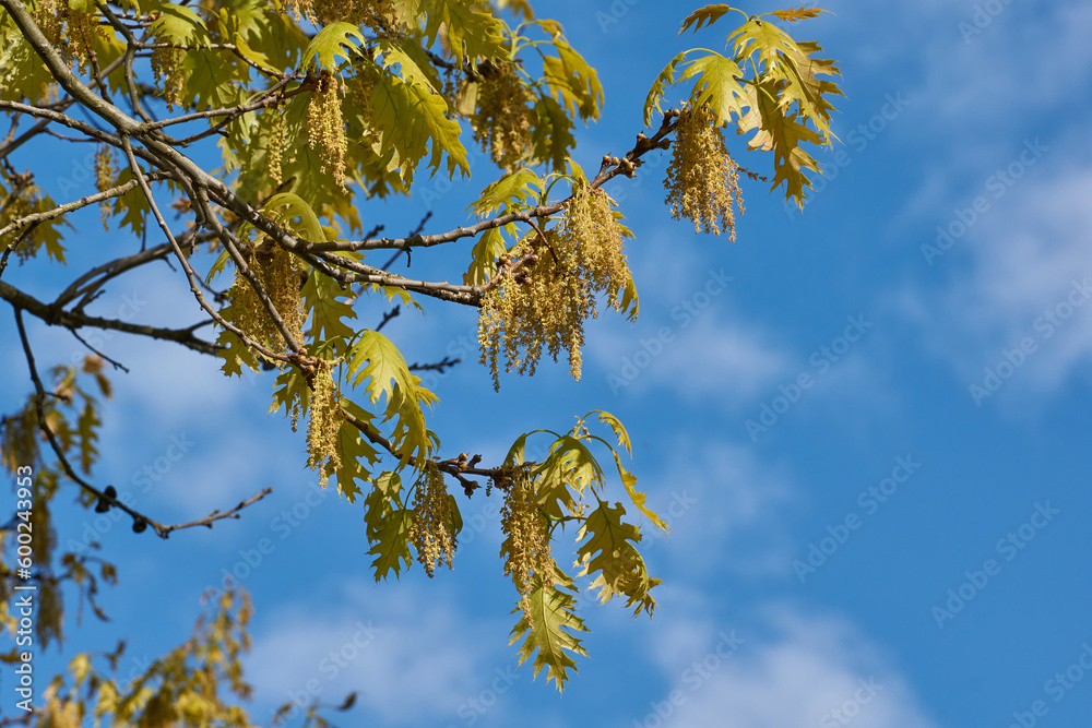 Red oak (lat. Quercus rubra) blooms, inflorescences bloom. Red oak is a ...