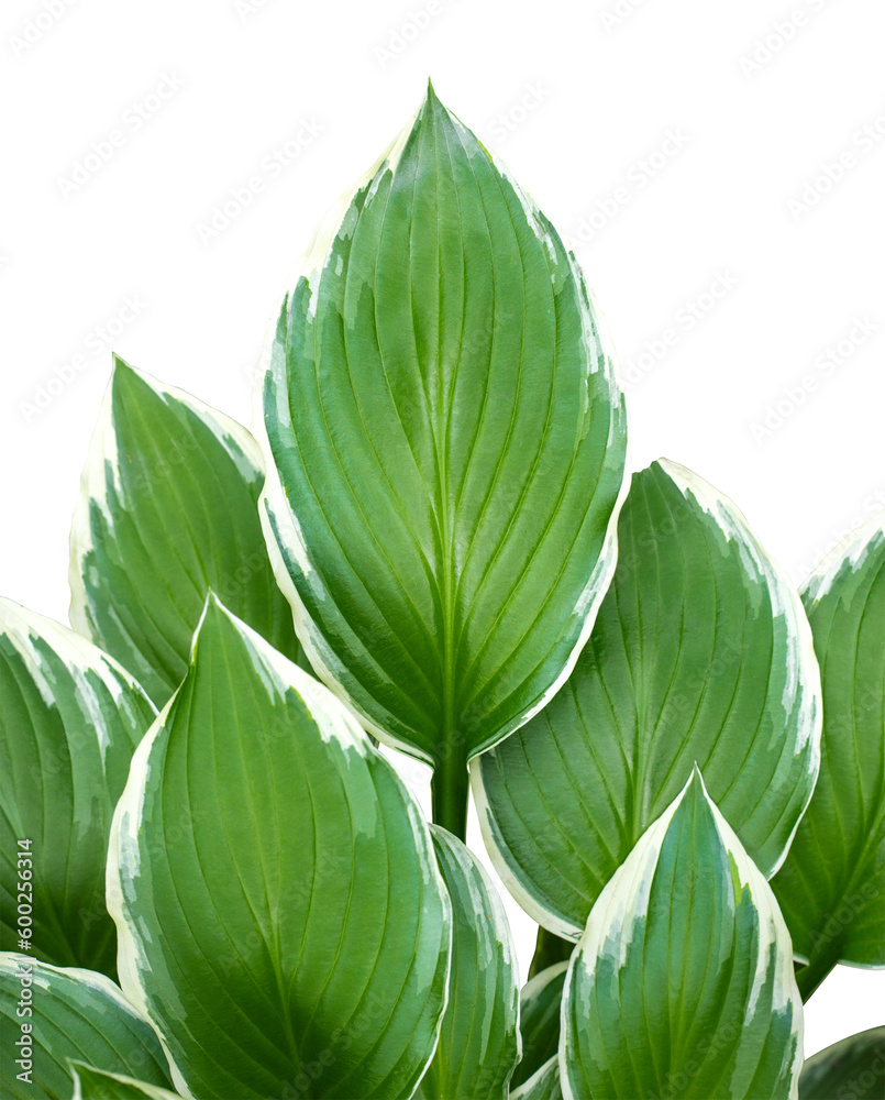 Hosta Funkia, plantain lilies on a transparent background. Wide Brim ...