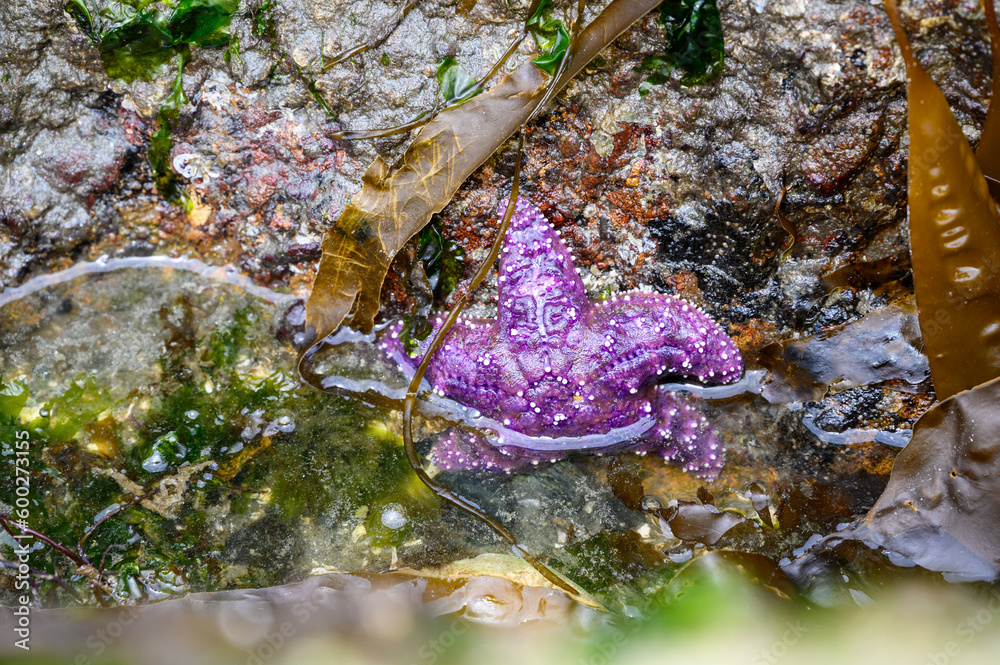 Purple sea star attached to the bottom of a large rock at low tide in ...