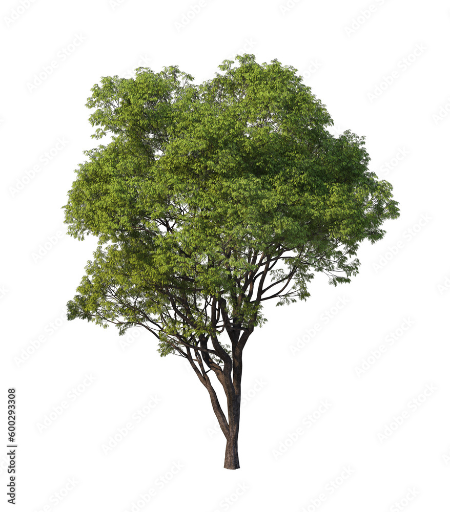 tree png image _ plant image _ tree in isolated white back ground ...