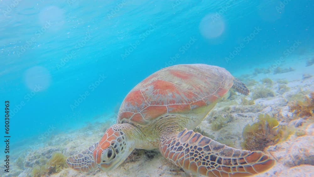 A sea hawk turtle biting algae on reef bottom of ocean. A floating ...