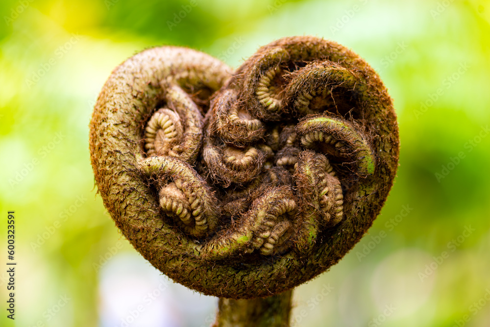 Big heart shaped stipule or auricle of King, giant or elephant fern ...