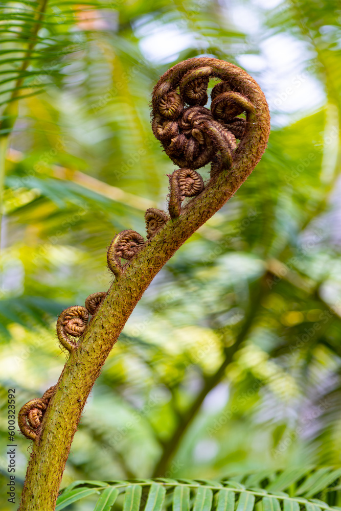 Big spiral stipule or auricle of King, giant or elephant fern ...
