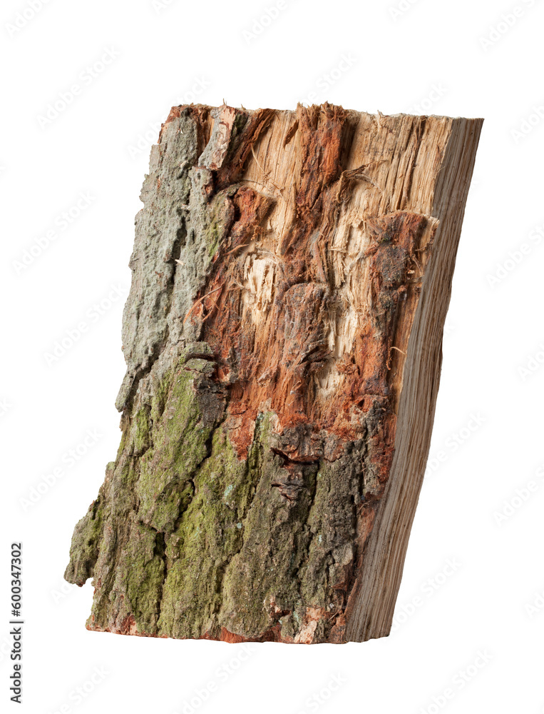 Firewood, chopped oak log with bark and moss. On a transparent ...