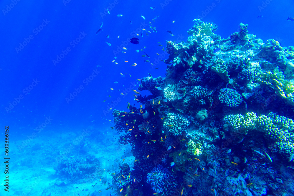 Colonies of the corals and tropical fishes at coral reef in Red sea ...