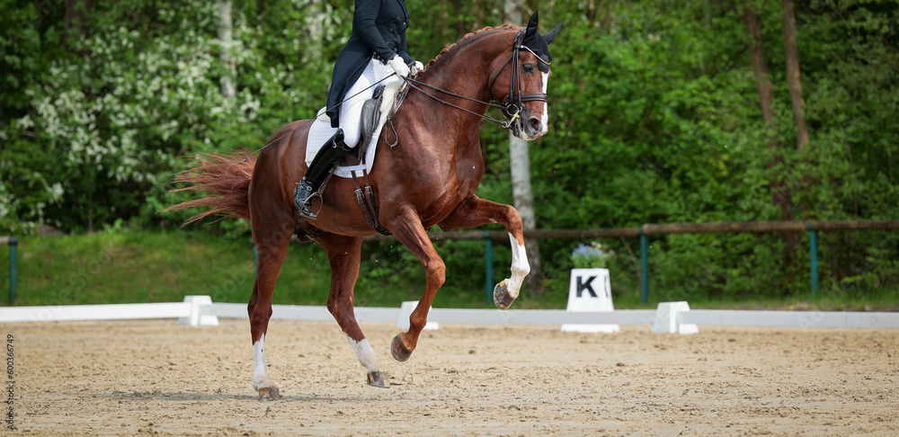 Foto de Horse Dressage horse in the dressage test changing the canter ...