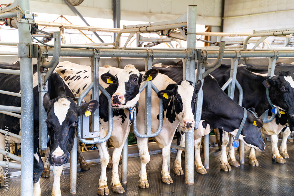 Rural cows in hangar. Milk farming building. Stock Photo | Adobe Stock