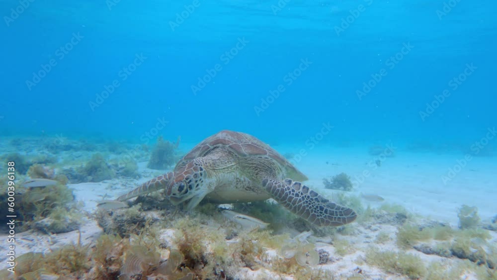 Close-up of a sea hawk turtle eating algae on the sandy reef bottom of ...
