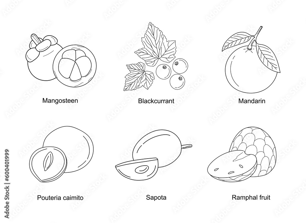 Set of hand drawn fruits. Line healthy fruits of Mangosteen ...