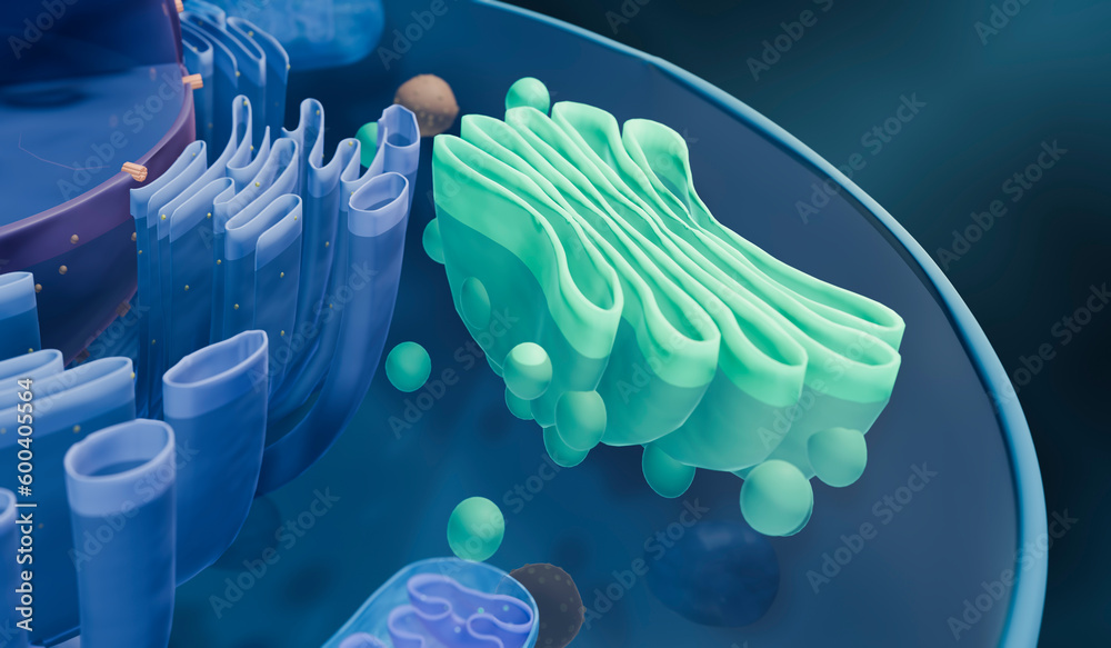 Poster Golgi apparatus cross section – Wall Art | UkPosters