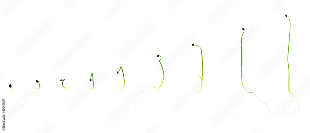 Garlic chives or scallion microgreen shoots close up on white ...