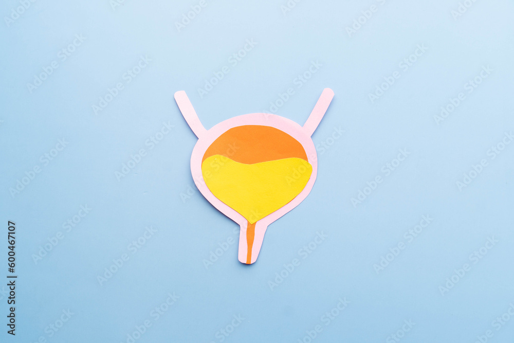 Bladder organ shape made from paper on light blue background. Awareness ...
