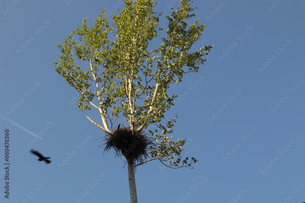 Crow. Nest crow on the tree, Eurasian Magpie. Nest of crows in the ...