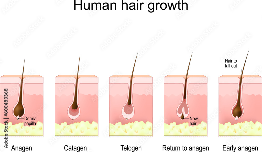 Human hair growth. life cycle of hair follicle. phases anagen, catagen ...