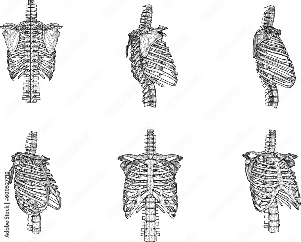 Photo & Art Print Human rib cage cartoon illustration vector sketch, nur