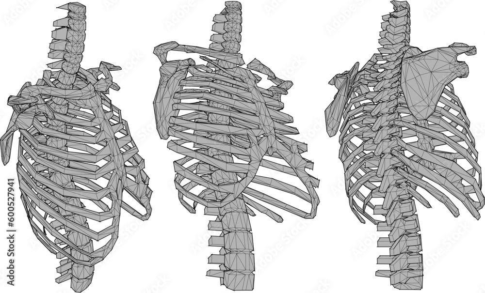 Human rib cage cartoon illustration vector sketch Stock Vector | Adobe ...