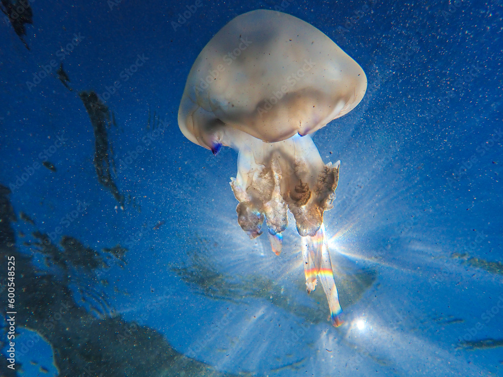 Mediterranean jellyfish. jellyfish in Mediterranean sea swimming and ...