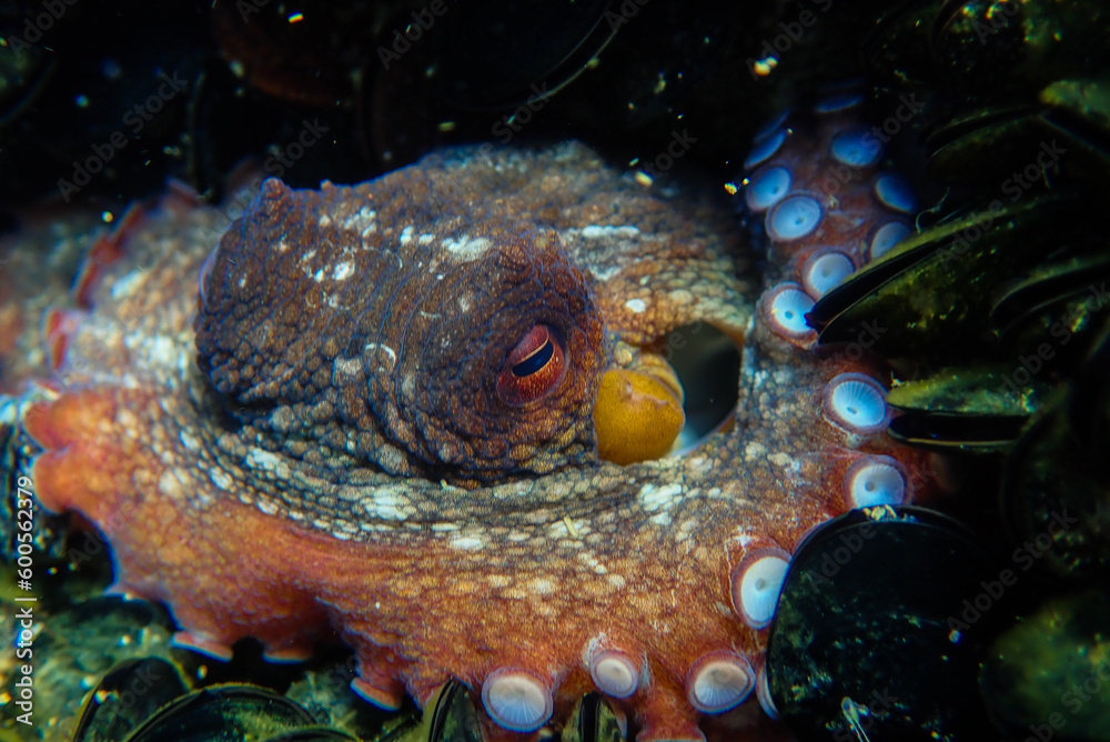Octopus underwater (Octopus vulgaris Cuvier) or Common octopus is a ...
