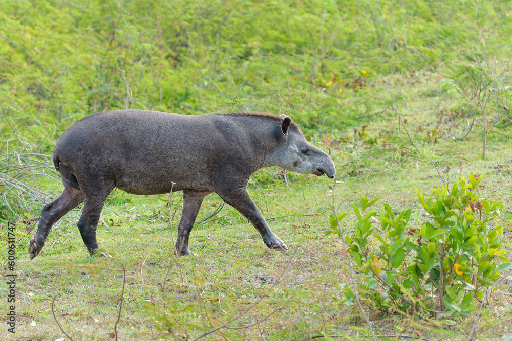South American tapir (Tapirus terrestris) , also called the Brazilian ...