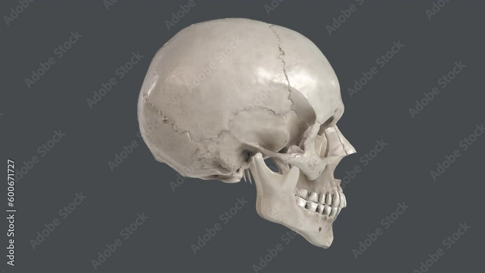 Anatomically correct image of the human skull side front view 3d render ...