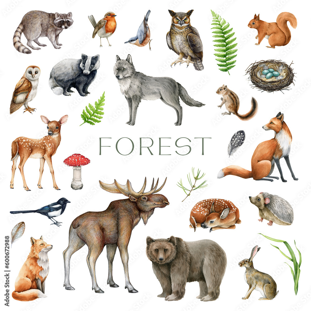 Forest animals, birds and natural element set. Watercolor illustration ...