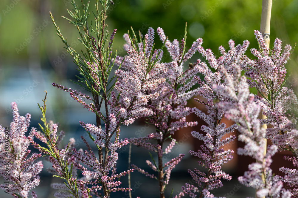 Tamarix ramosissima, commonly known as saltcedar, salt cedar, or ...