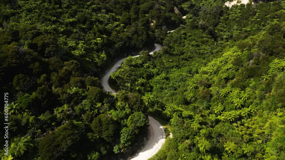 Aerial over a road surrounded by tree ferns (Dicksonia squarrosa) on ...