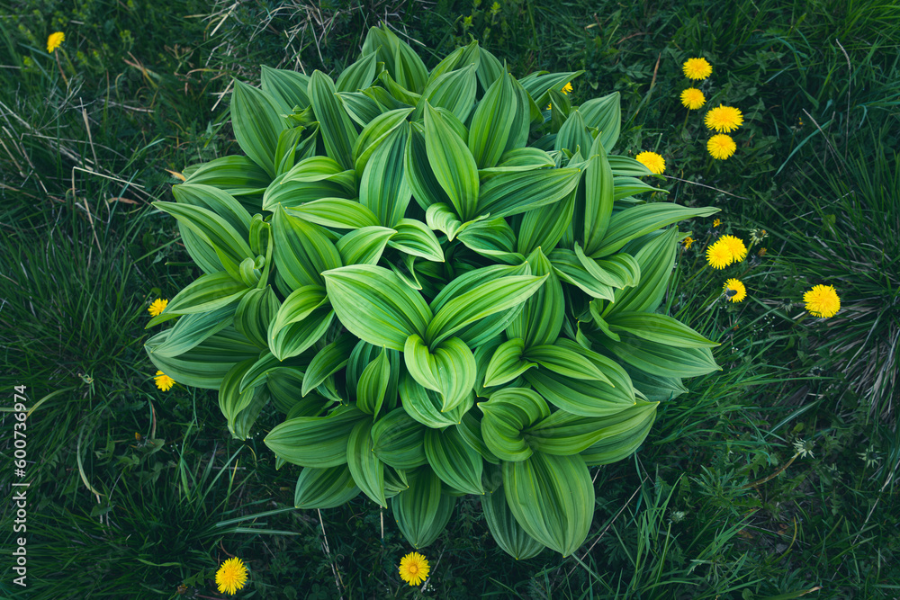 Large clump of hellebore with green foliage. Long, beautiful striped ...