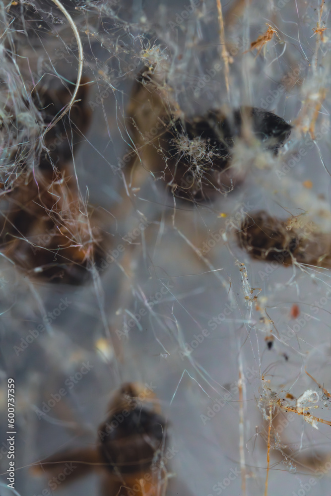 Dead bugs stuck in spider web. Flying animals that have fallen into a ...