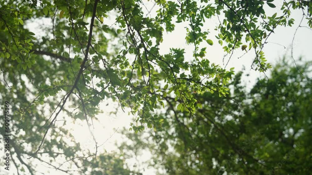Look at the beautiful nature in the forest outdoor with trees. Look up ...