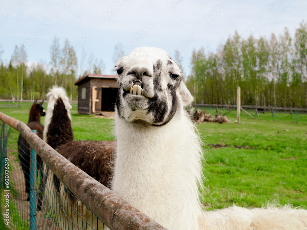 Mini zoo, black, white and brown alpacas and llamas behind the pen ...