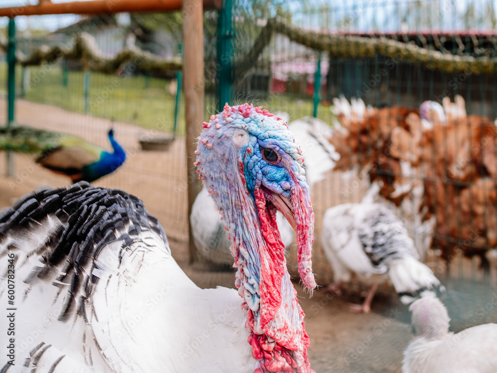 White turkeys, peacocks and chickens together in a mini zoo, in a cage ...