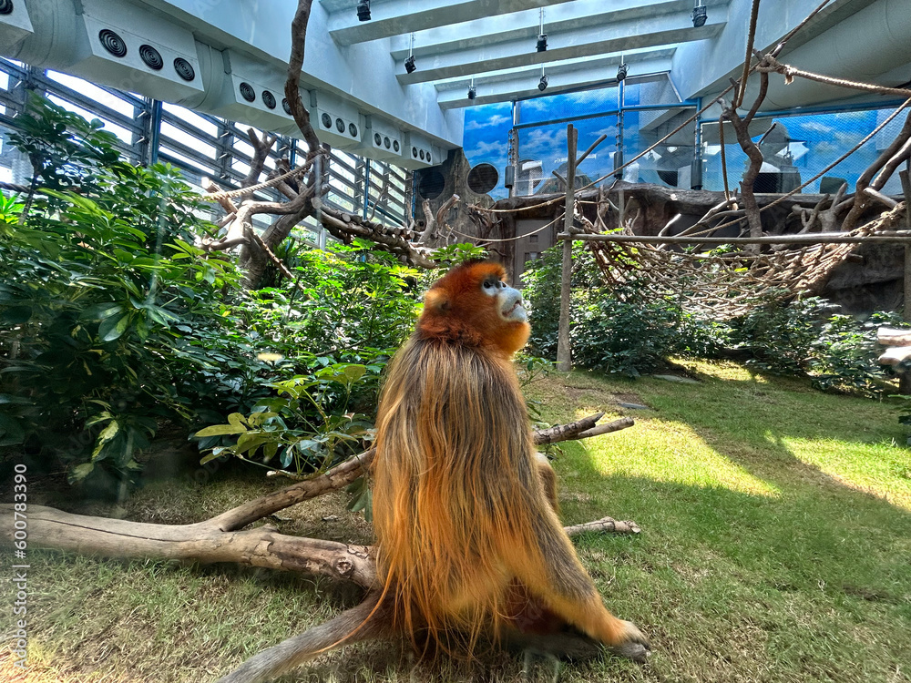 Ocean Park Hong Kong is a marine mammal park, oceanarium, animal theme ...