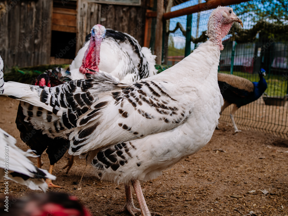 White turkeys, peacocks and chickens together in a mini zoo, in a cage ...