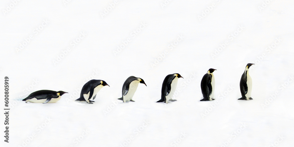 Evolution of the penguin. Once the penguin was a backward belly gliding ...