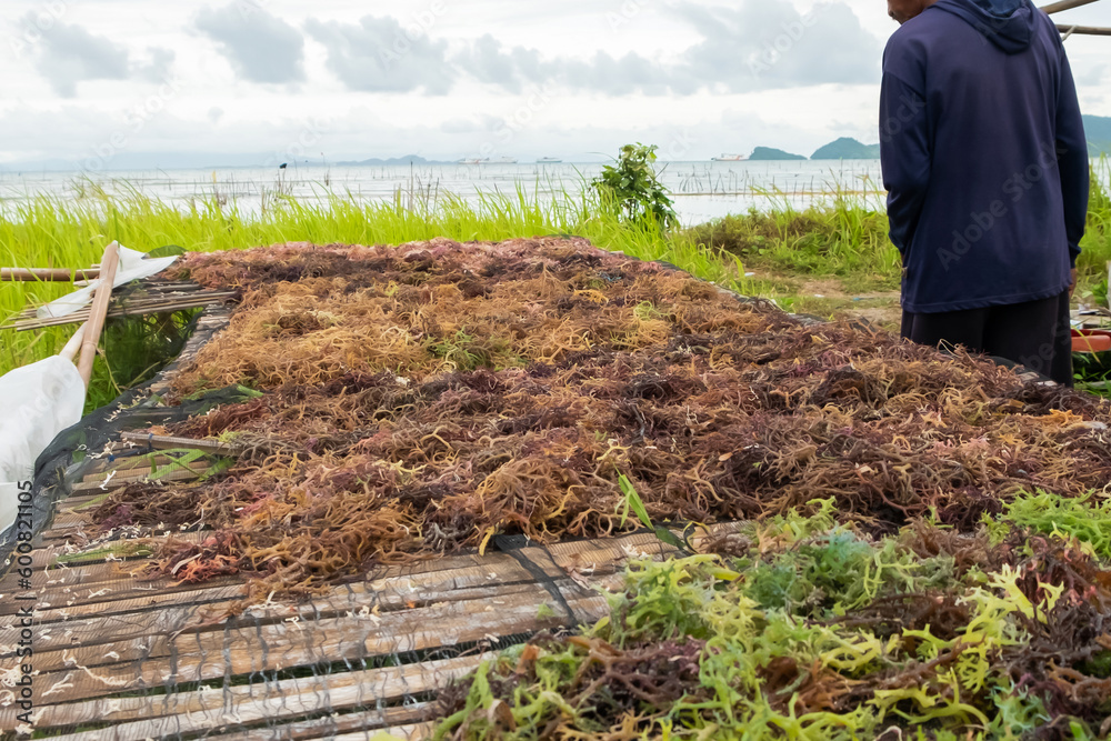 Seaweed drying. The harvested algae are dried in the sun or drained ...