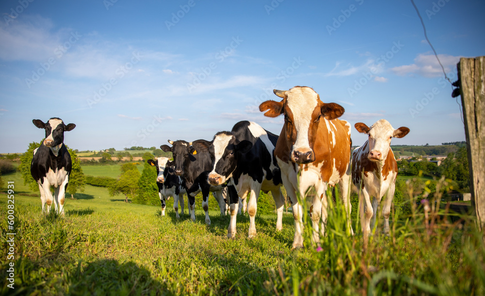 Troupeau de vaches laitières dans les champs en France. foto de Stock | Adobe Stock