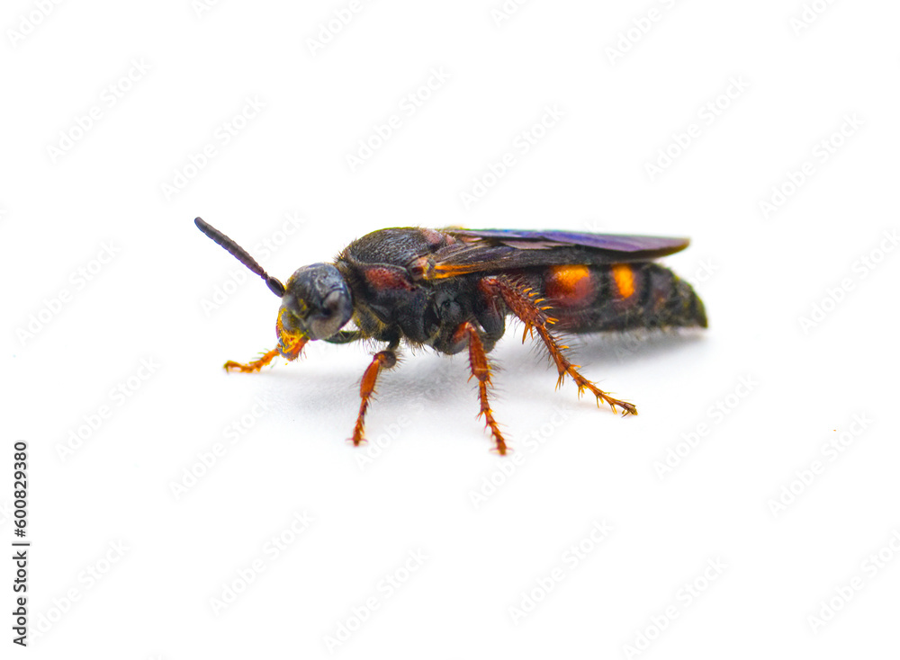 Scolia nobilitata - Noble Scoliid Wasp - with light yellow orange red ...