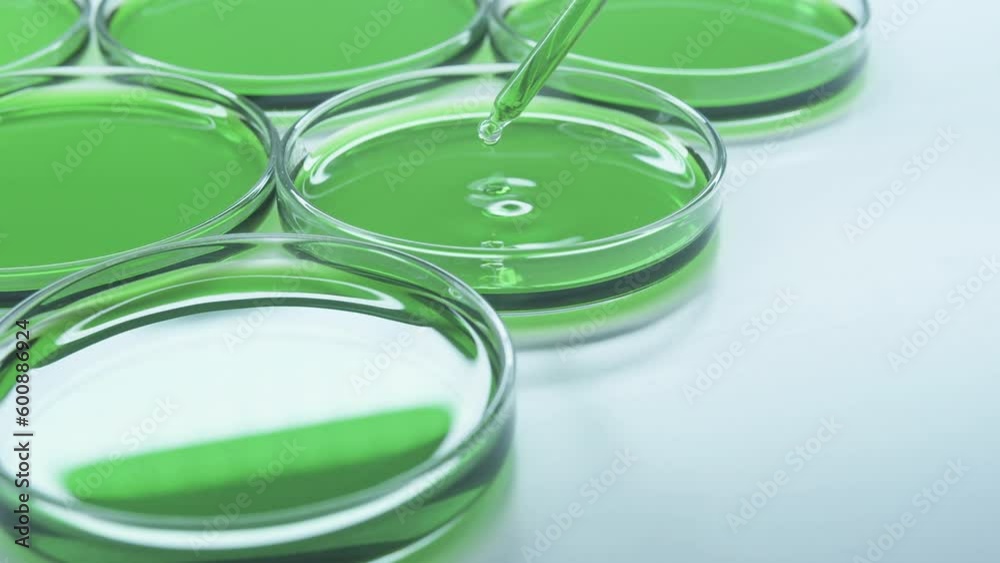 Brilliant Green Agar. combination of tryptone, peptone and yeast ...