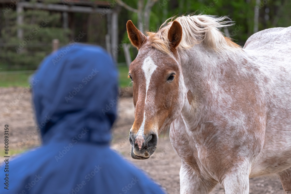 A large horse of the weight breed in an open pen. A hardy horse for ...