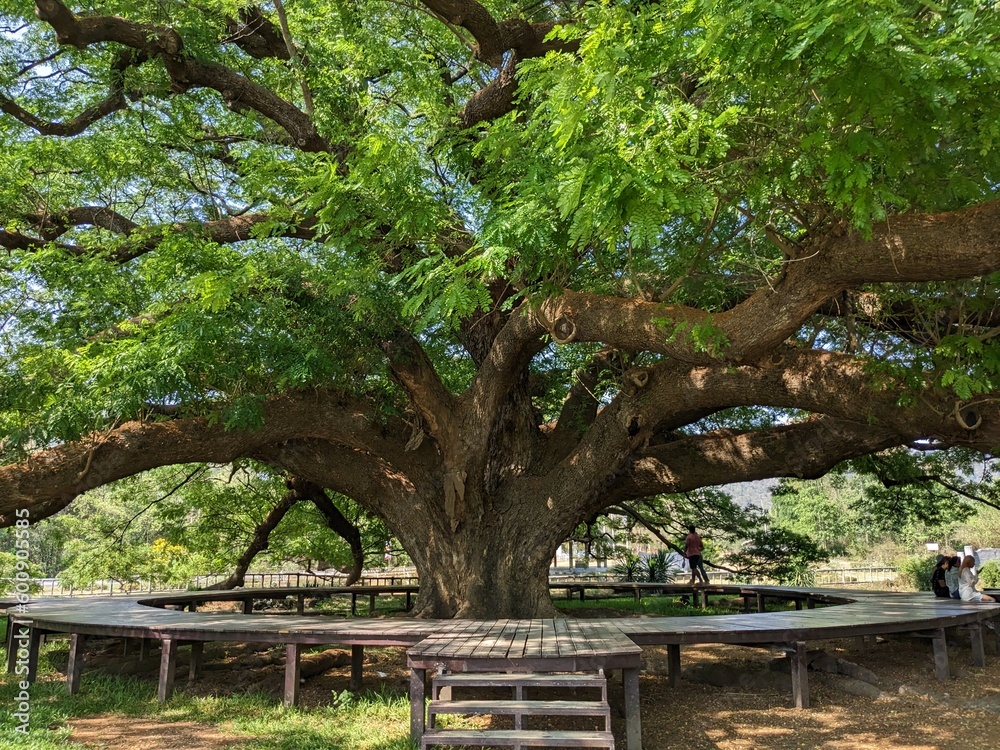 Large Samanea saman tree with branch in Kanchanaburi, Thailand. the big ...