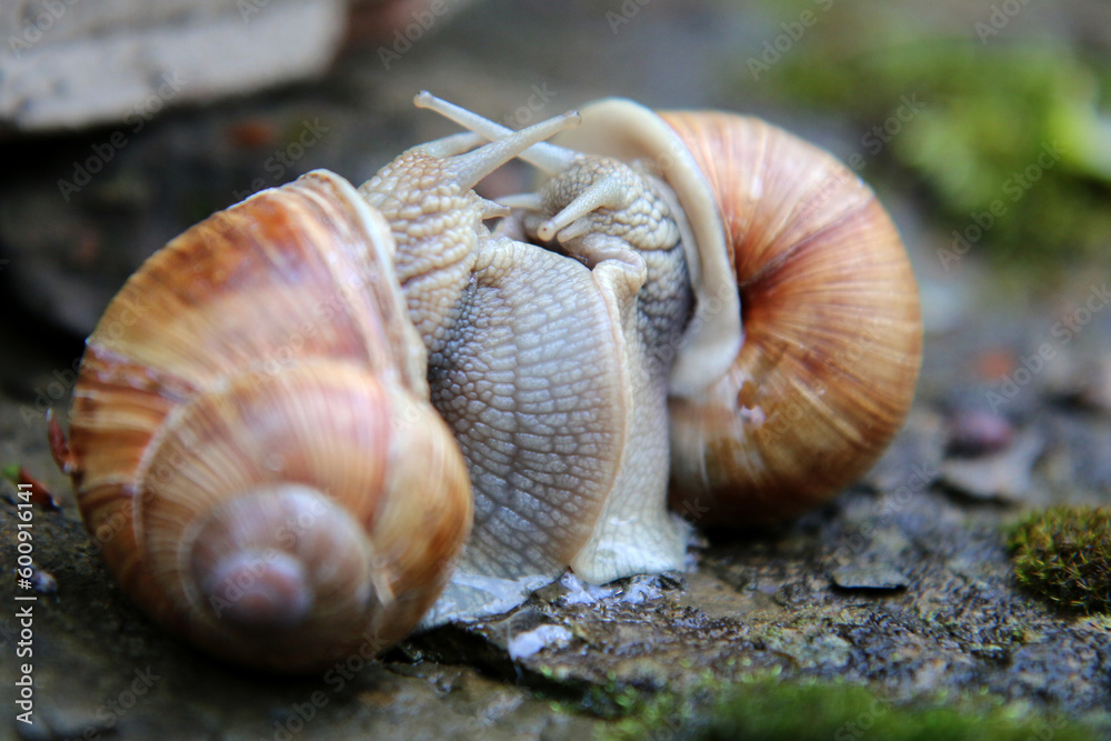 Weinbergschnecke Liebesspiel Paarung Begattung Schnecken Detail Foto ...