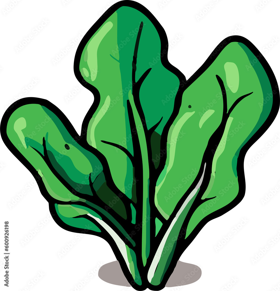 spinach png graphic clipart design ภาพถ่ายสต็อก | Adobe Stock