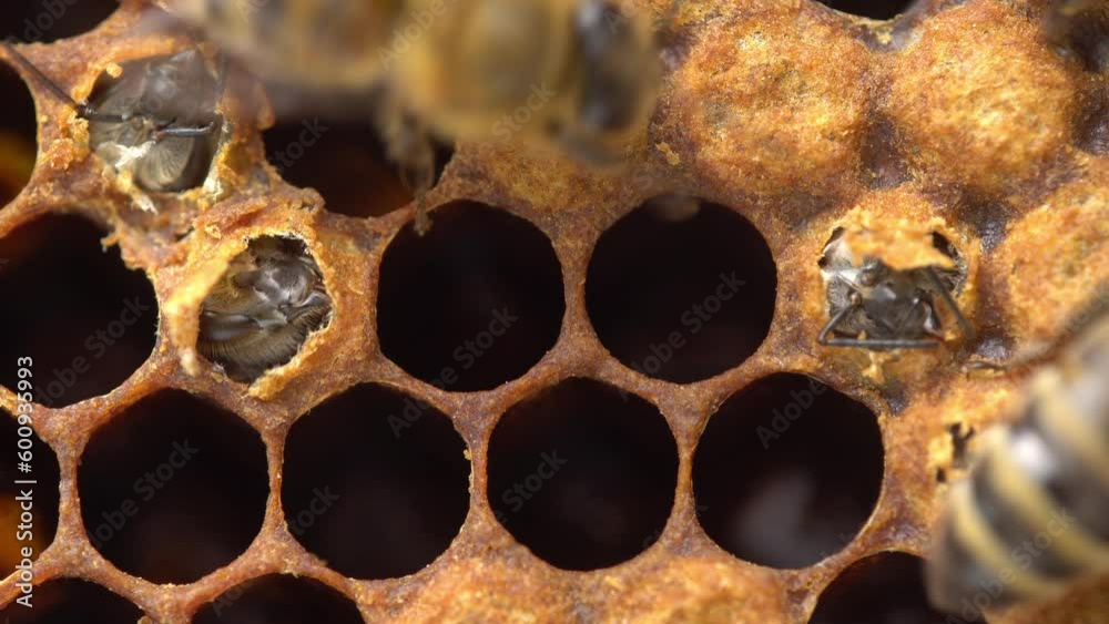Vídeo do Stock: The Birth of a Bee. Honey Bee Brood, honeycomb. Brood ...