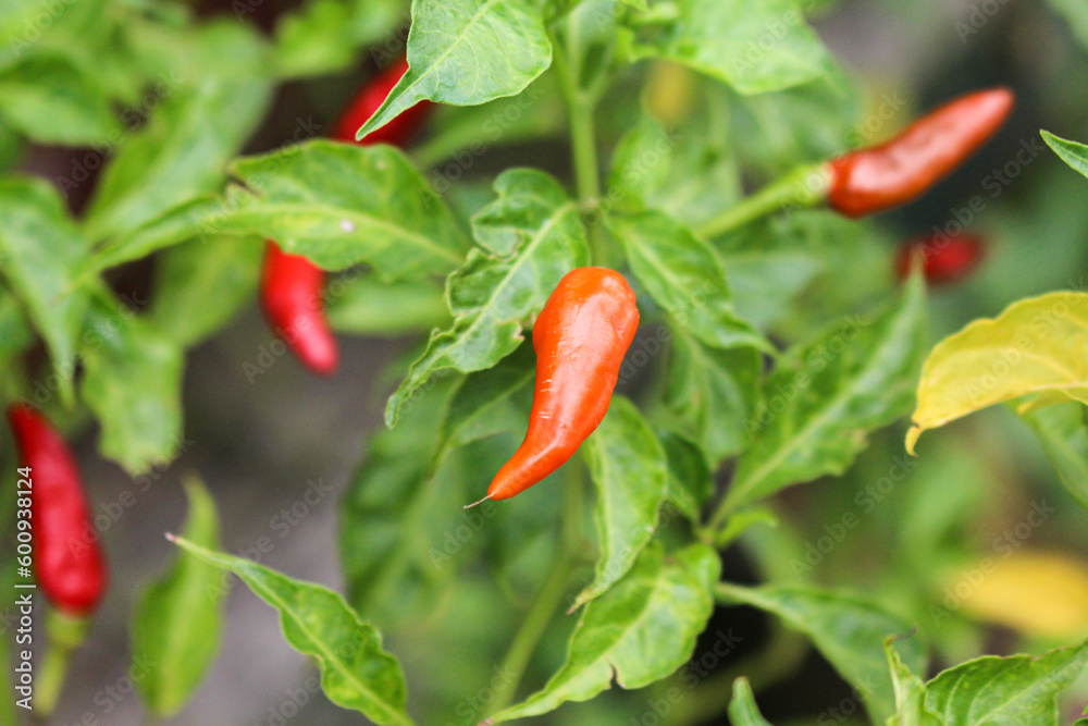 Chili trees with bright red color and ready to be harvested in the ...