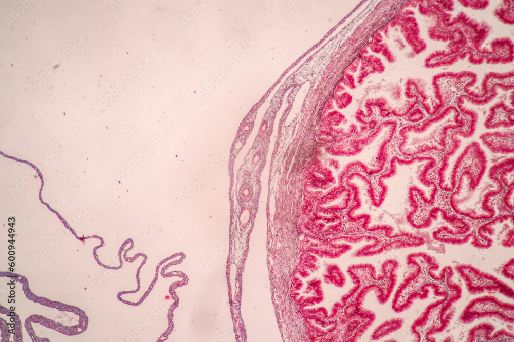 Histological Uterus human, Uterine tube human, Placenta human and ...