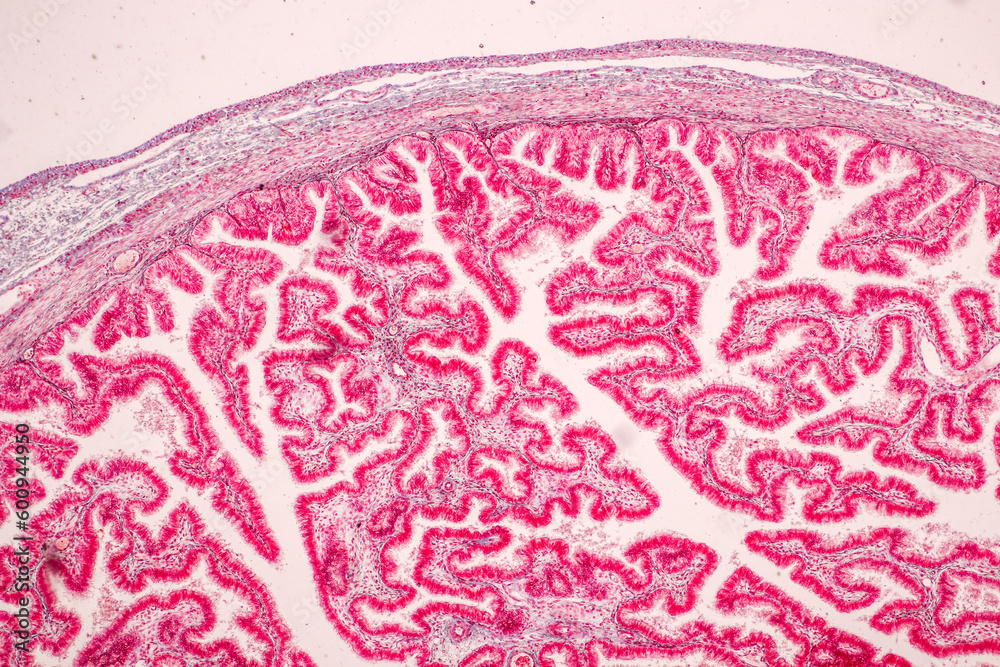 Histological Uterus human, Uterine tube human, Placenta human and ...