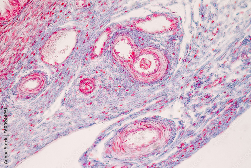 Histological Uterus human, Uterine tube human, Placenta human and ...